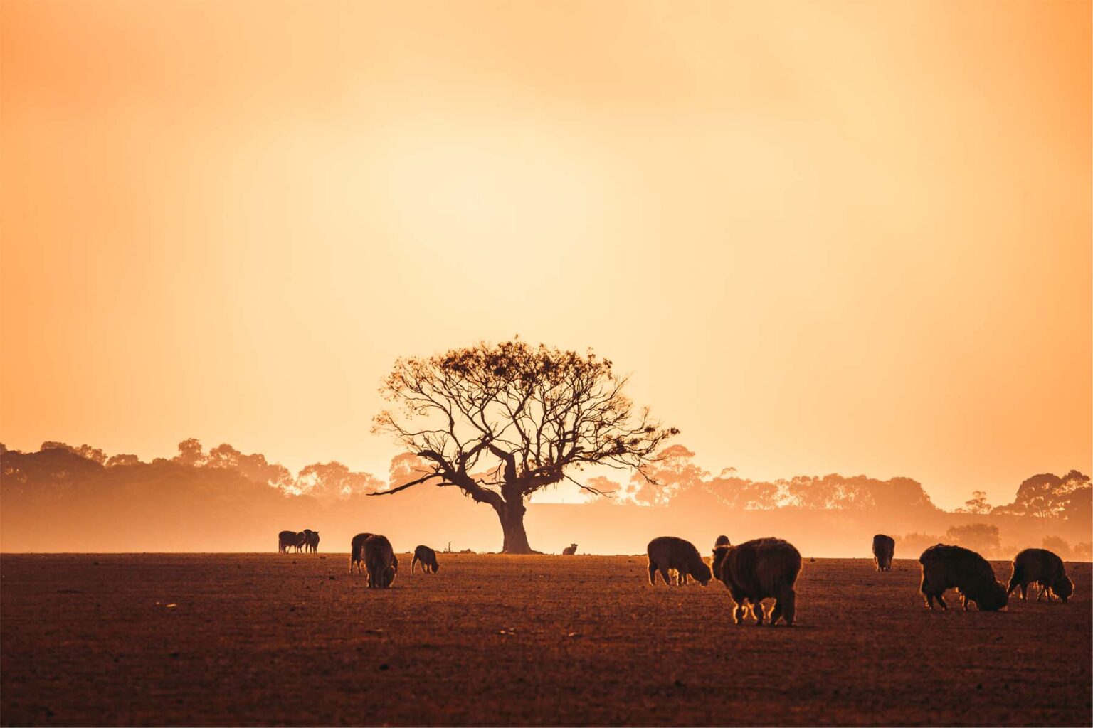 Olinqua - A connected healthcare integration platform